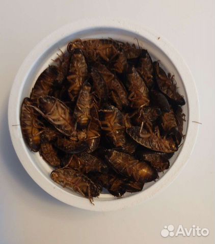 Тараканы мраморные,туркменские