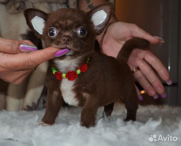 Чихуахуа девочка шоколад