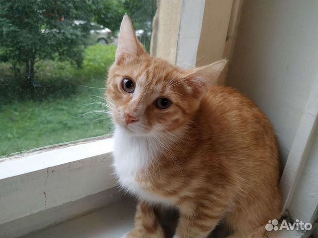 Рыжий малыш в поисках дома. Котенок