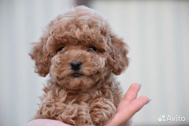 Той-пудель Ванечка