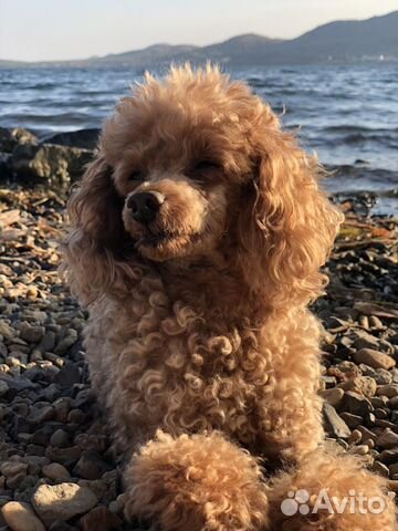 Той-пудель вязка