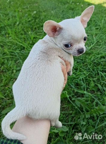 Элитные щенки чихуахуа
