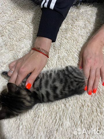 Бенгальские метисы котята