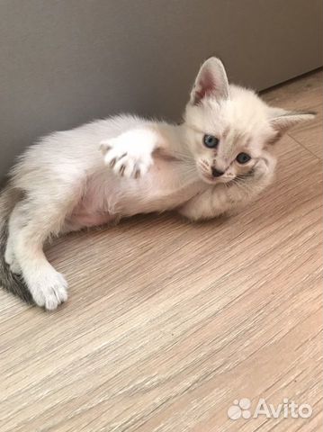 Тайские котята