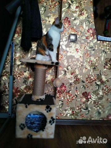 Отдам безплатно кошечку. Вместе с домикои