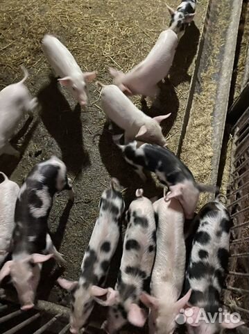 Поросята