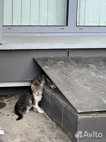 Передержка кошек