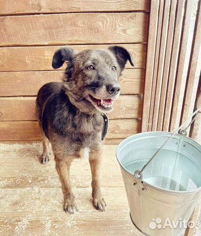 Баллин,теряет надежду спасите умоляемВас