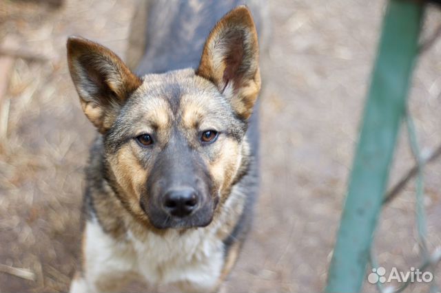 Молодая собака Мифа