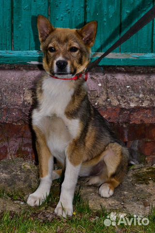 Щенок Макс в добрые руки