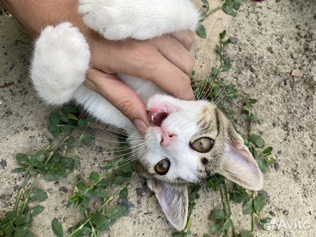 Котенок зефир в добрые руки