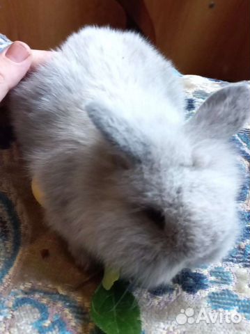 Декоративные кролики