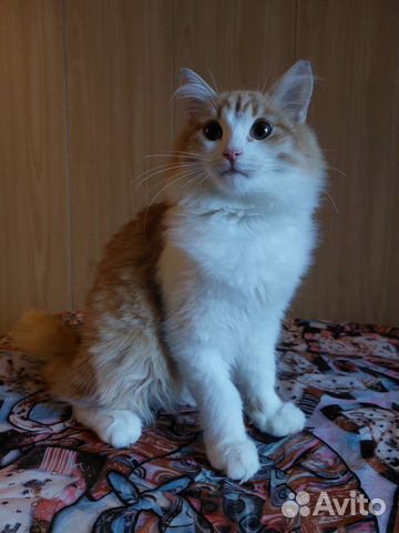 Котёнок Патрик ищет дом