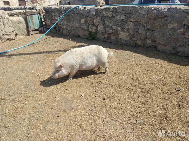 Продаётся белый хряк вьетнамской породы