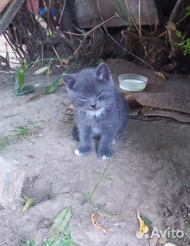 Котятки голубого окраса