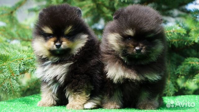 Пуховая радость