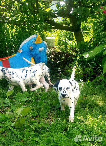 Пятнышки отборные, все щенки задорные