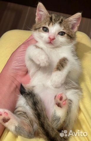 Котенок в добрые руки