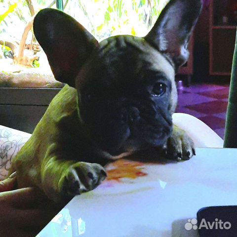 Монти супер пупсик