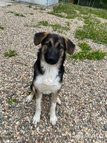 Щенок в добрые руки