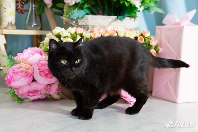 Кошка полубританка Варвара