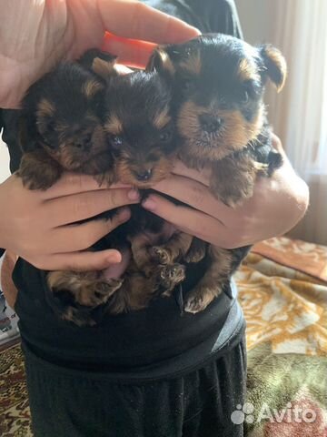 Йоркширский терьер