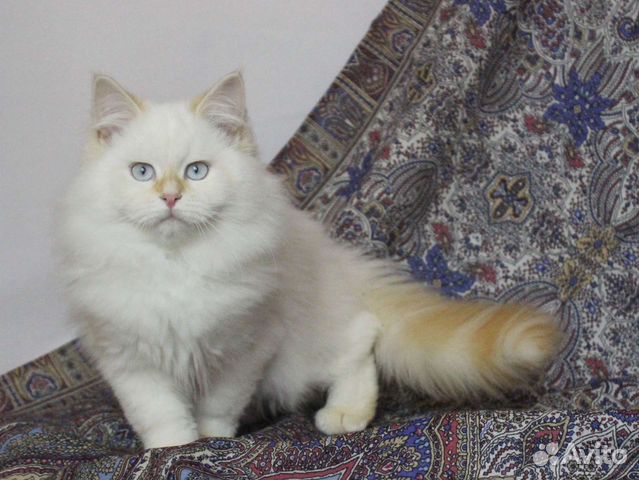 Синеглазый красавец