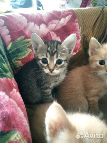 Кошка в дар бесплатно