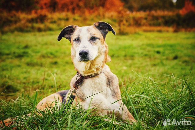 Собака в добрые руки