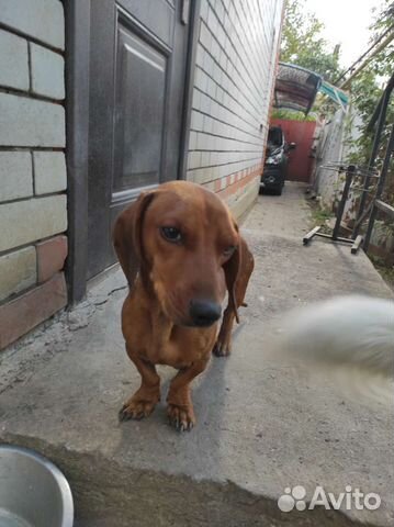 Найдена собака. Такса