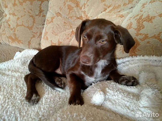 Изумительная мелкая девочка, щенок 5 мес