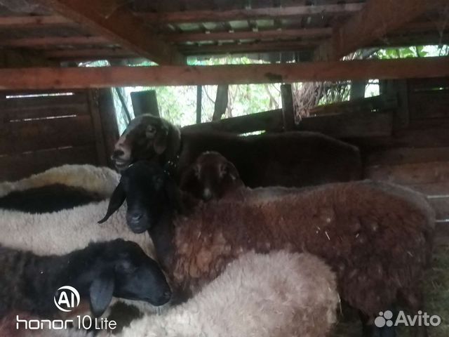 Овцы .барашки ярки