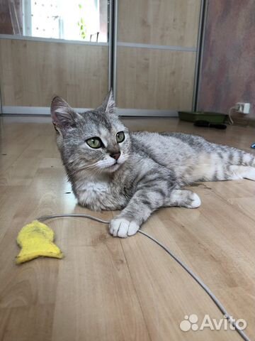 Кошка Оливия