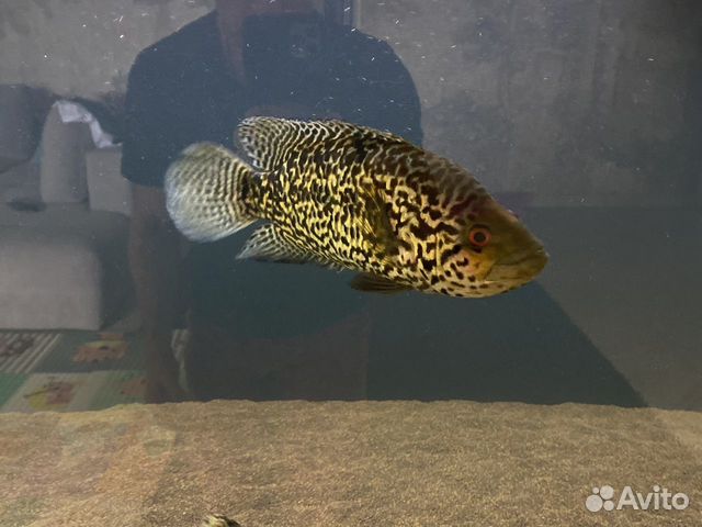 Манагуанская цихлазома