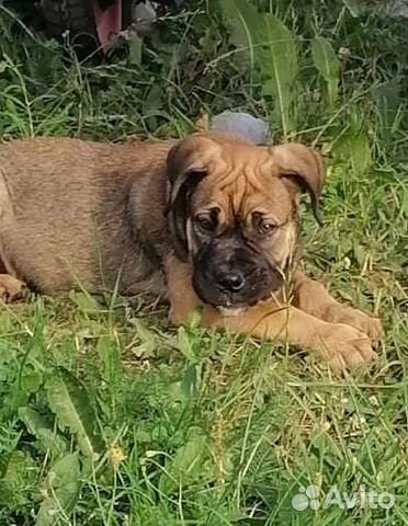 Ка де бо(алиментая девочка)