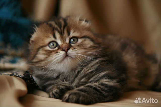 Вислоухие супер котята