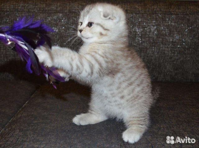 Вислоухие котята