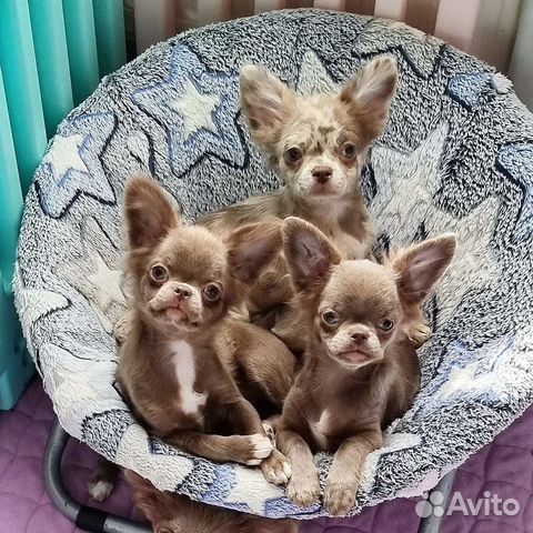 Чихуахуа девочки и мальчик