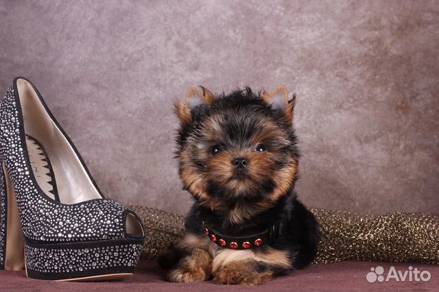 Йорк мини Гамильтон (беби фейс) РКФ