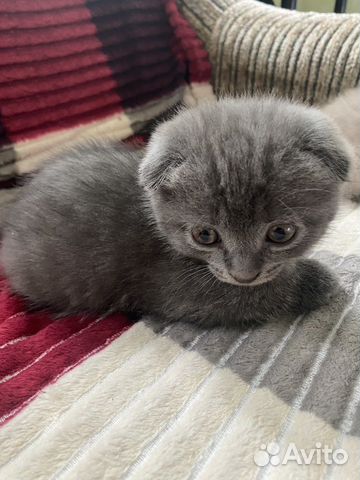 Шотландская