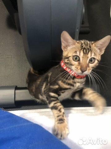 Бенгальская