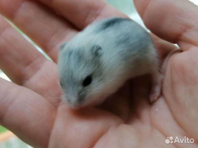 Джунгарский хомяк