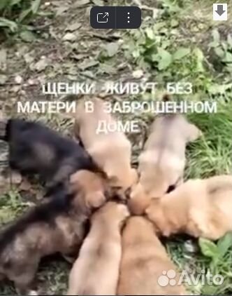 Щенки живут одни без матери