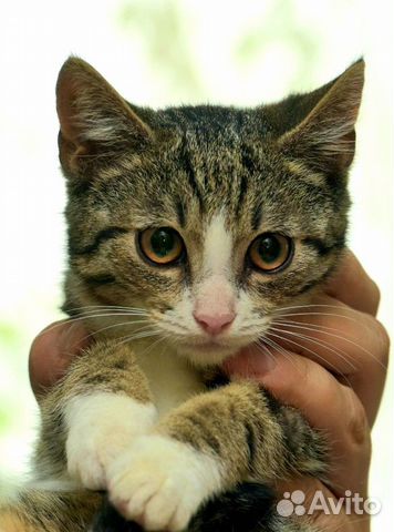 Малышка Фике спасена с улицы