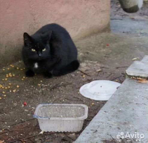 Кошки