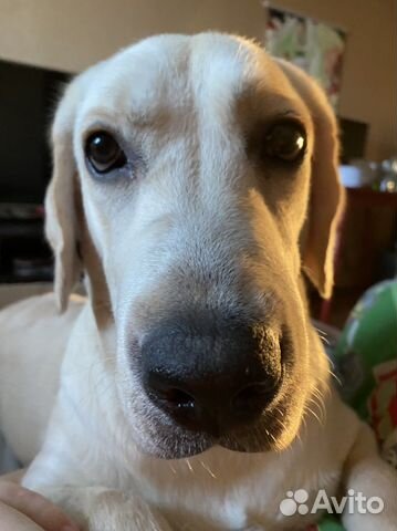 Лабрадор 9 месяцев