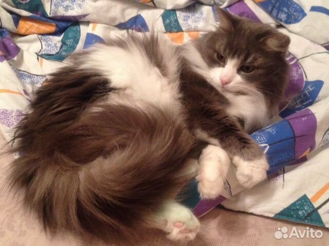 Кошечка-царевна Ася