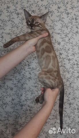 Бенгальские котята