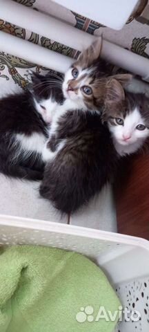 Котята