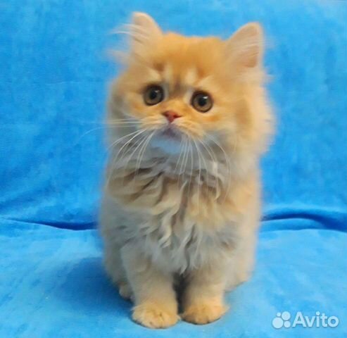 Шотландская булочка